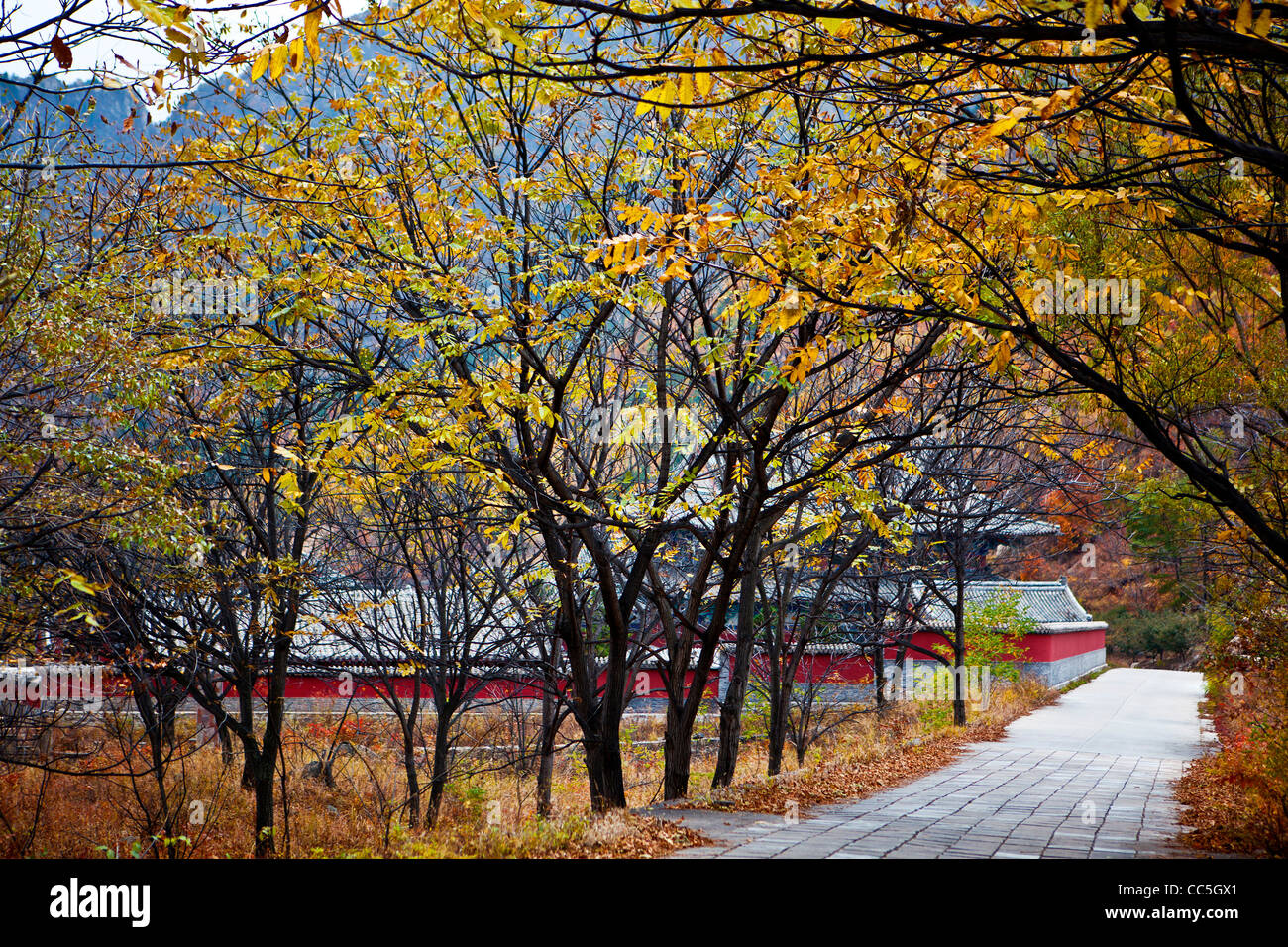 Fall leaves, Wuling Mountain, Beijing, China Stock Photo - Alamy