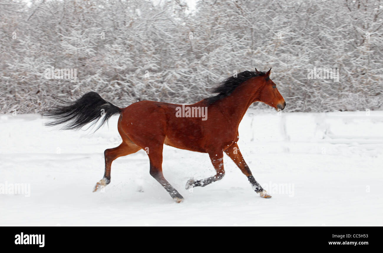 Bay horse running in snowfall Stock Photo - Alamy
