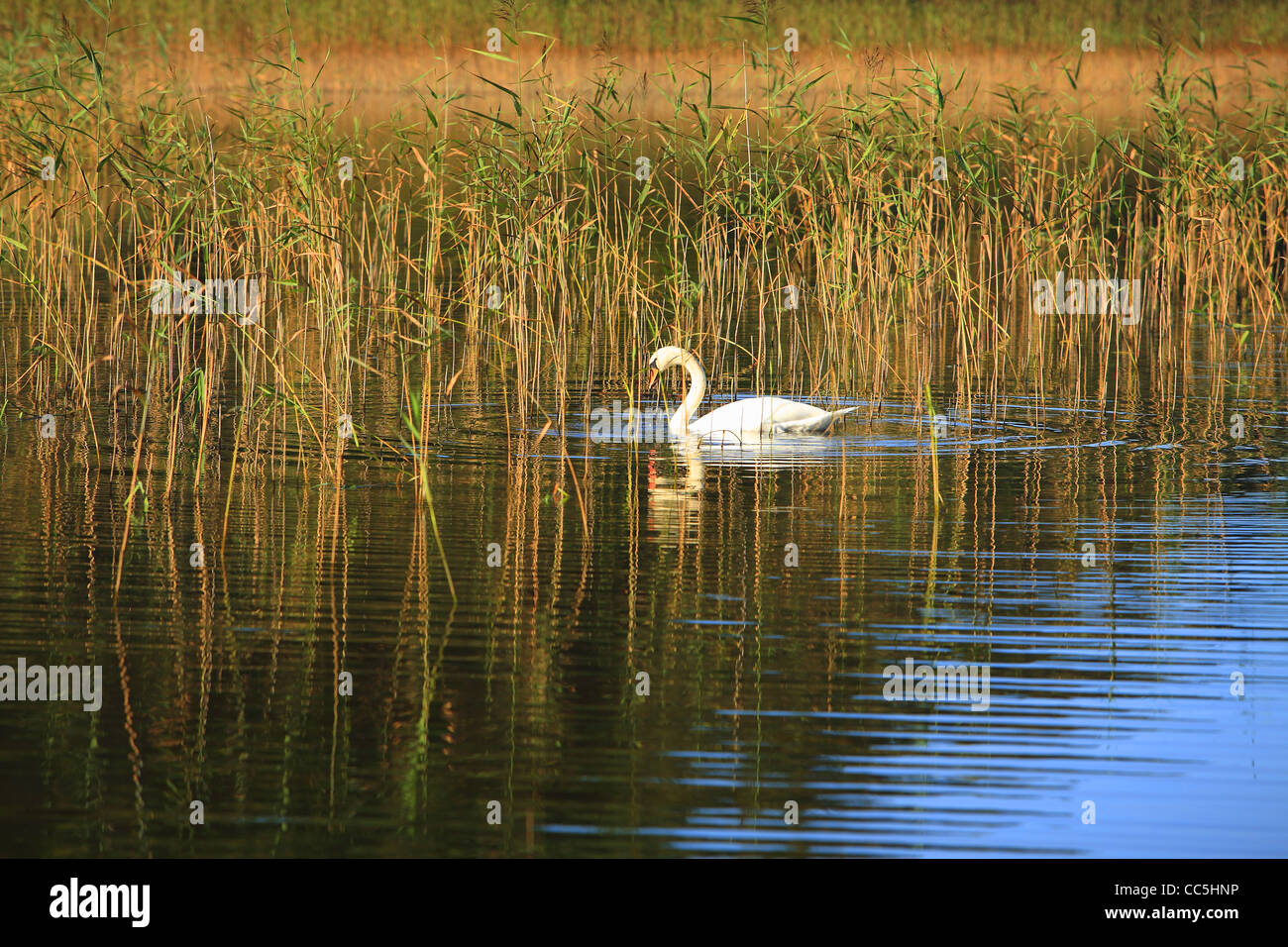 Swan reeds hi-res stock photography and images - Alamy