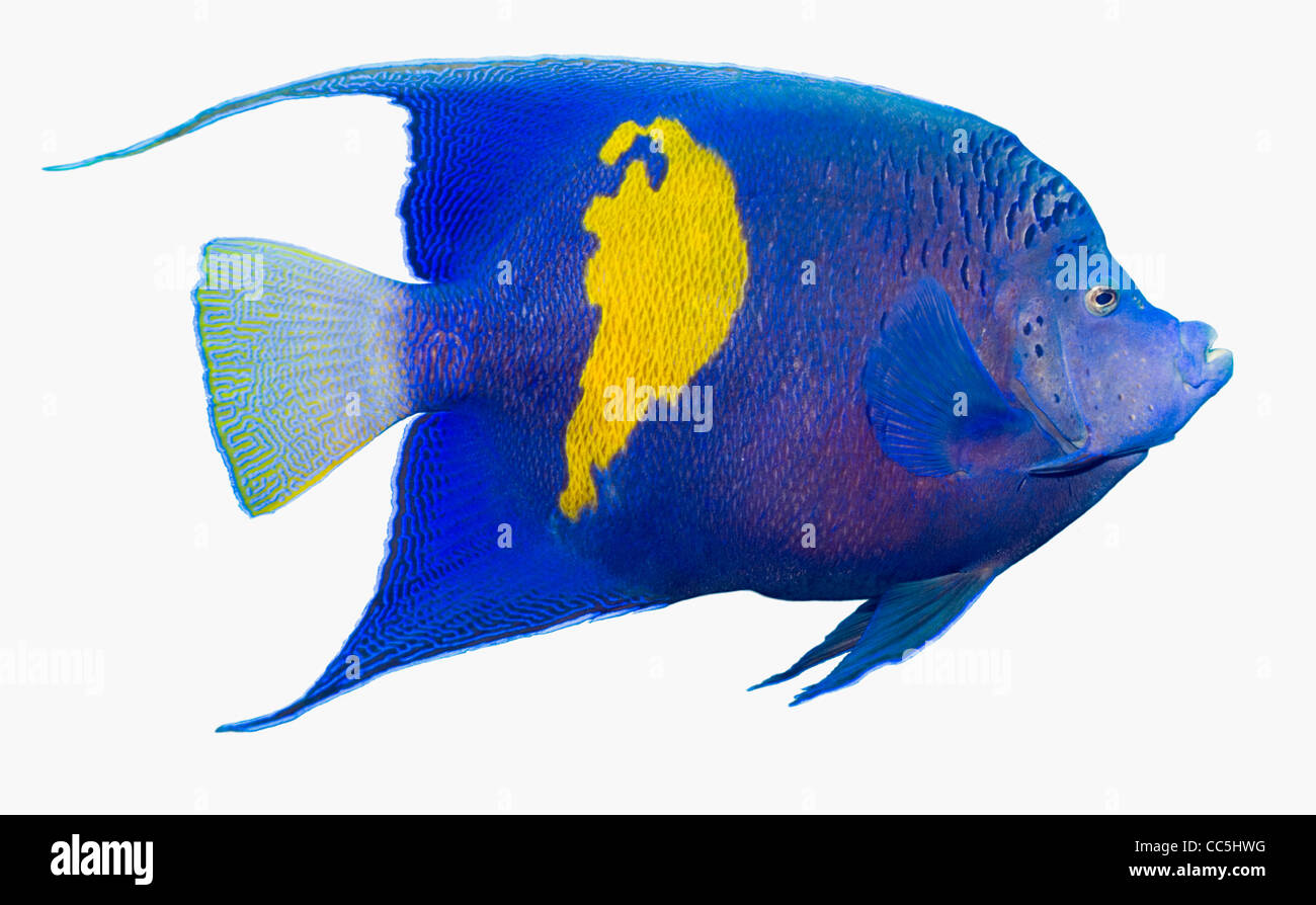 Yellowbar angelfish (Pomacanthus maculosus). Red Sea, Egypt Stock Photo ...