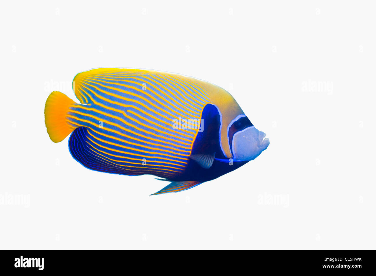 Red sea emperor angelfish Cut Out Stock Images & Pictures - Alamy