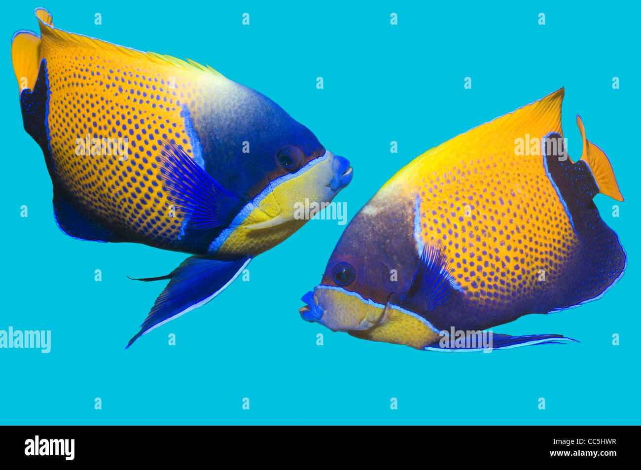 Blue-girdled angelfish (Pomacanthus navarchus Stock Photo - Alamy