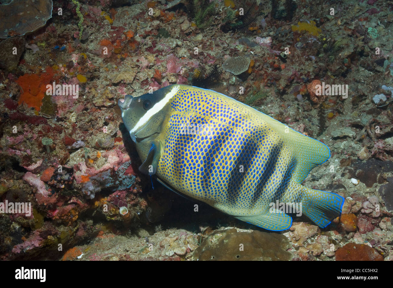 Banded angelfish hi-res stock photography and images - Alamy