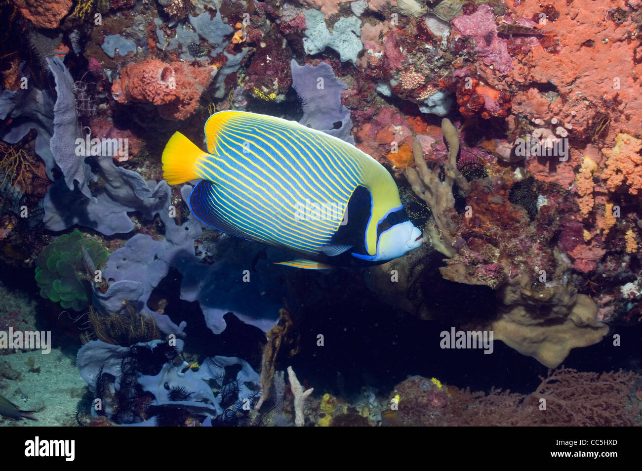 Emperor angelfish (Pomacanthus imperator). Indonesia Stock Photo - Alamy