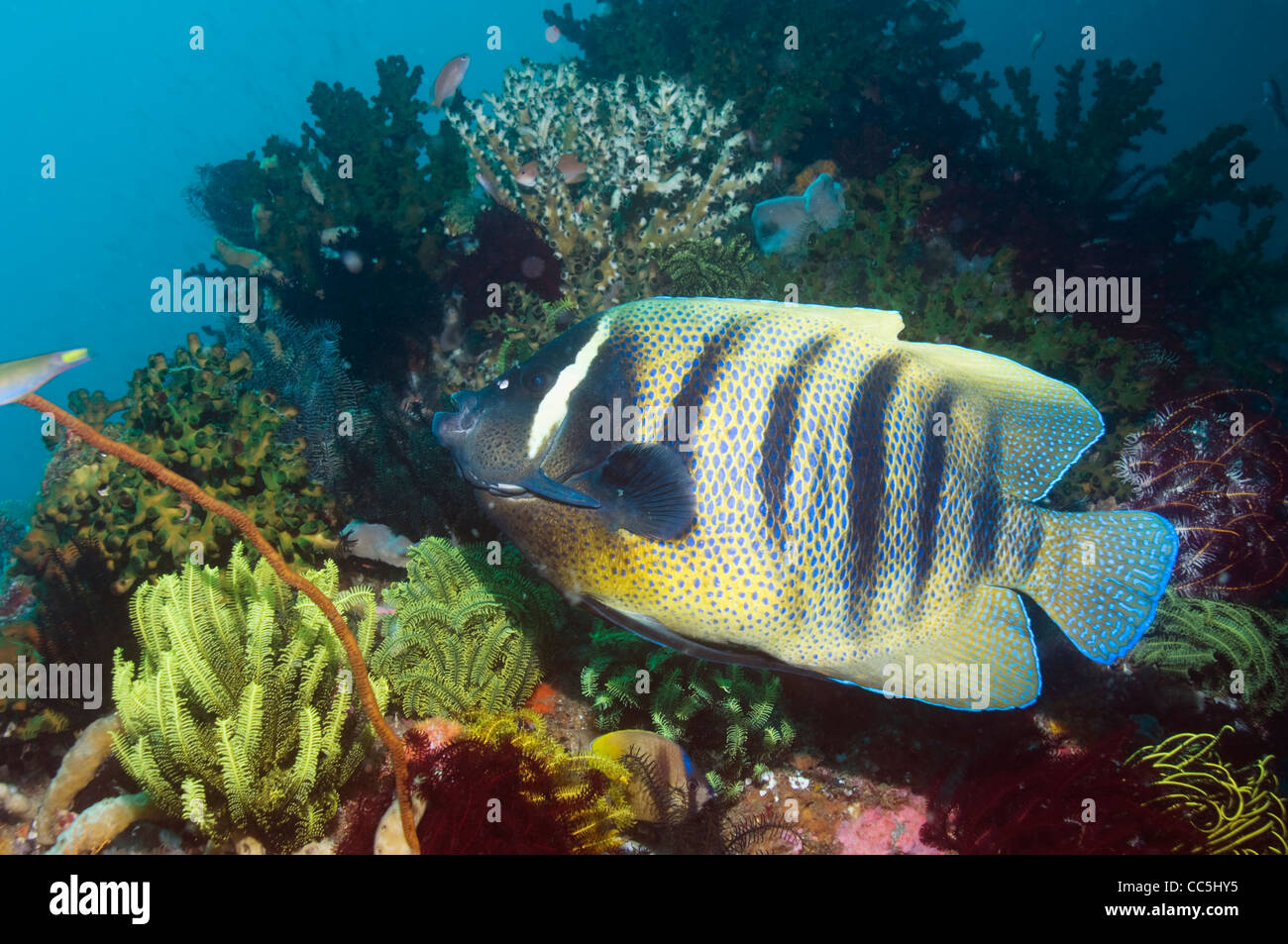 Water indonesian angelfishes hi-res stock photography and images - Alamy