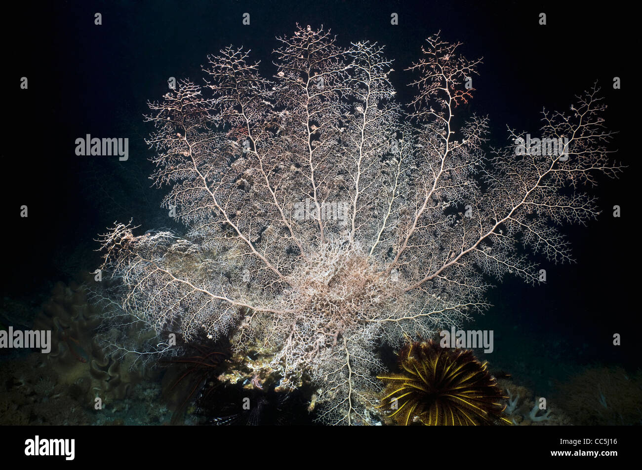 Basket star. Rinca, Komodo National Park, Indonesia Stock Photo - Alamy