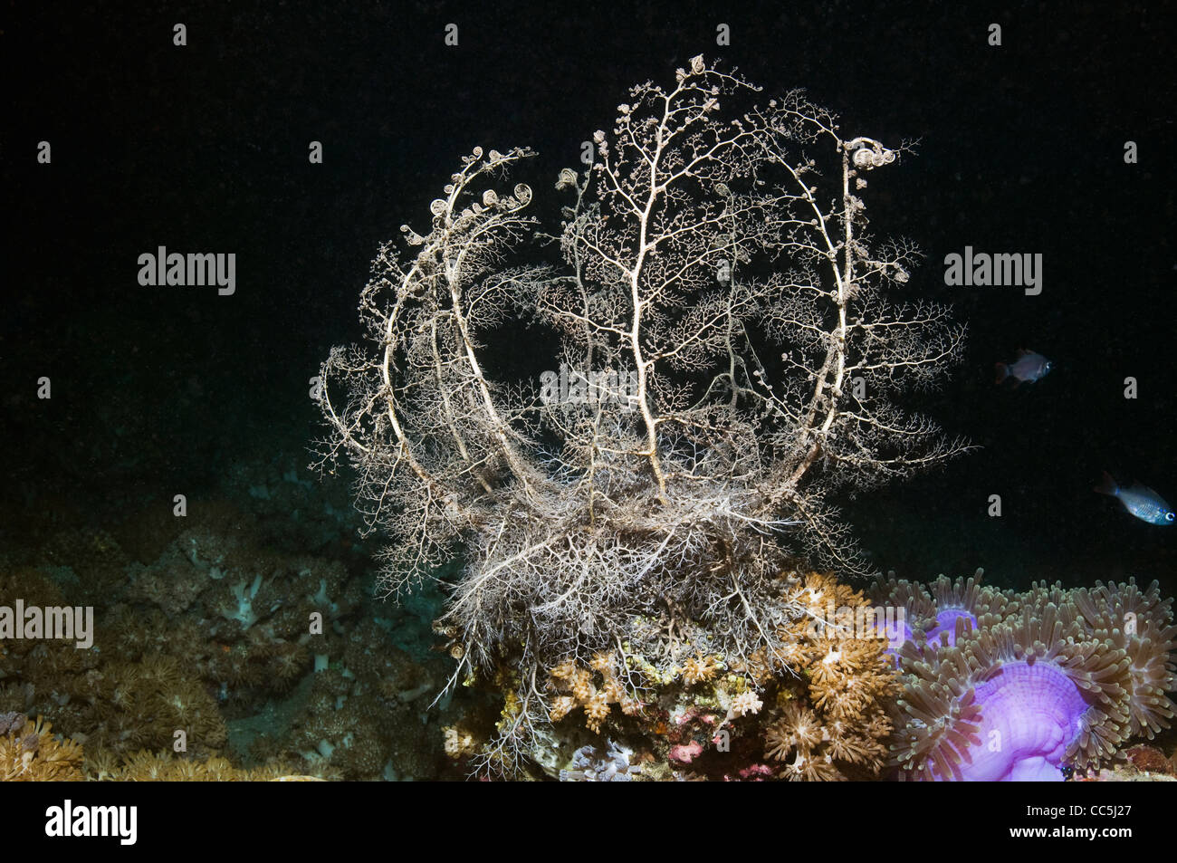 Basket star astroboa nuda hi-res stock photography and images - Alamy