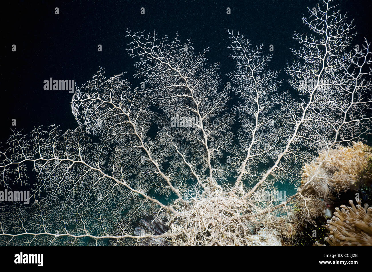 Basket star astroboa nuda hi-res stock photography and images - Alamy