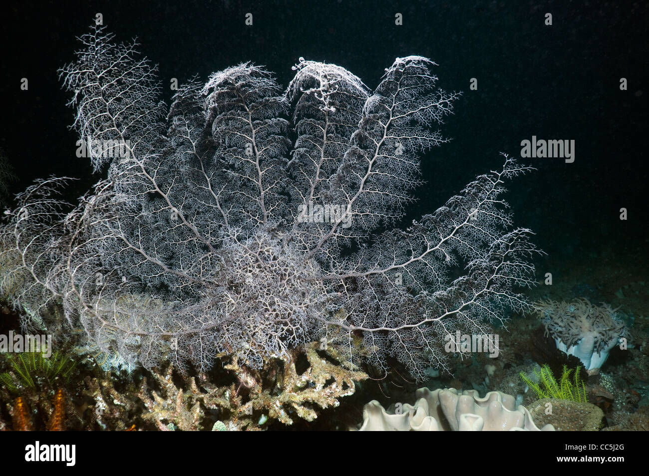 Basket star astroboa nuda hi-res stock photography and images - Alamy