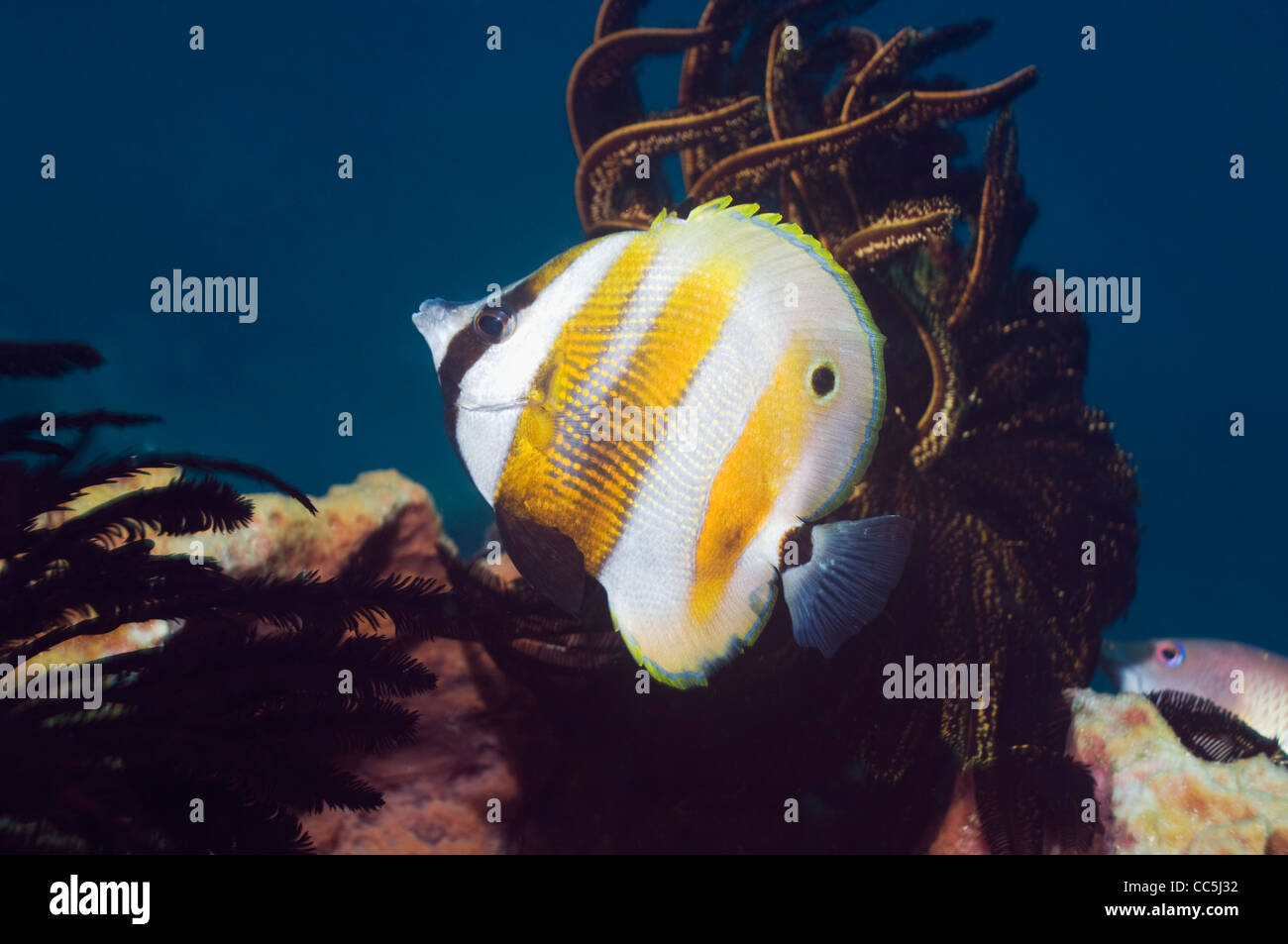 Coradion chrysozonus hi-res stock photography and images - Alamy