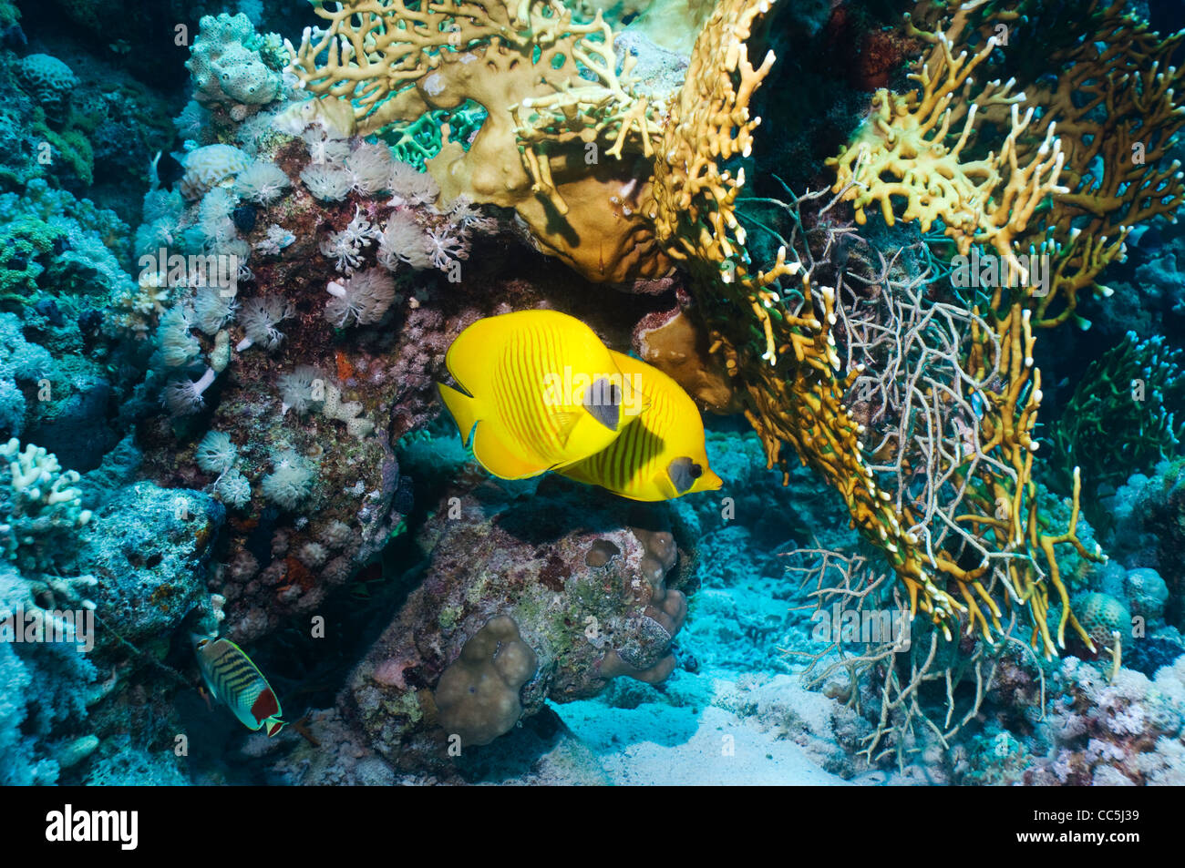 Golden butterflyfish (Chaetodon semilarvatus). Egypt, Red Sea Stock ...