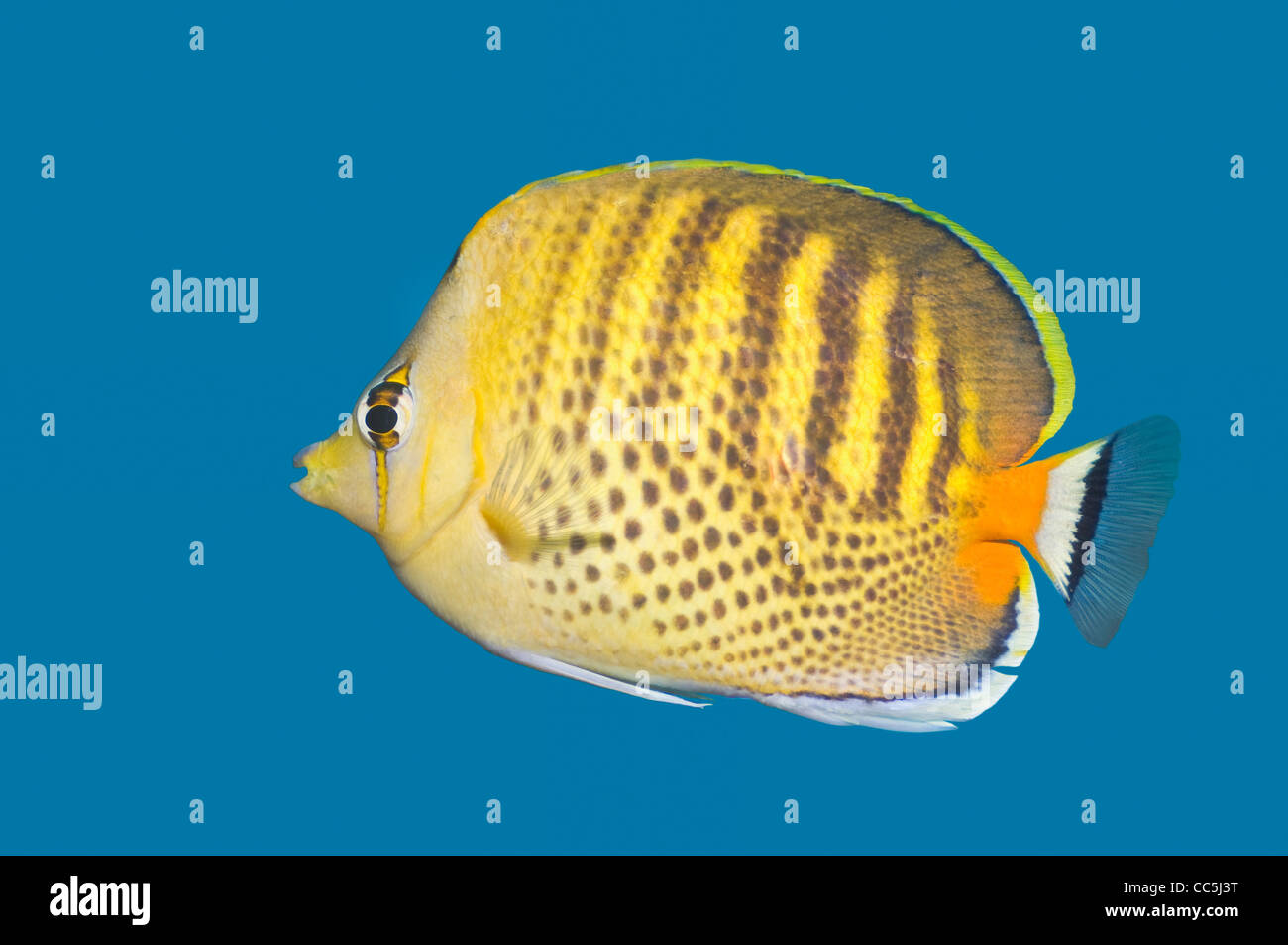 Spot-banded butterflyfish (Chaetodon punctatofasciatus Stock Photo - Alamy