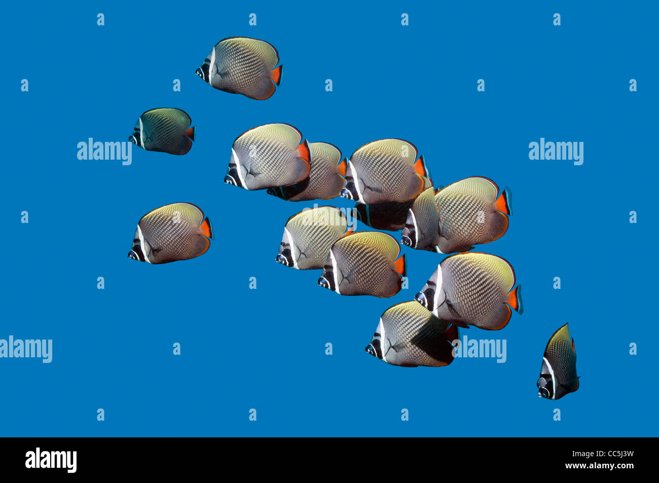 Redtail or Collared butterflyfish (Chaetodon collare Stock Photo - Alamy