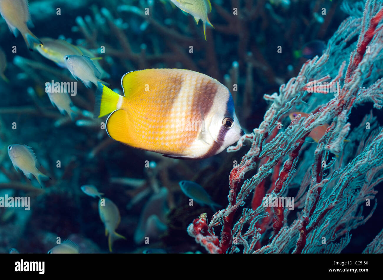 Klein's butterflyfish (Chaetodon kleinii) feeding on gorgonian polyps ...