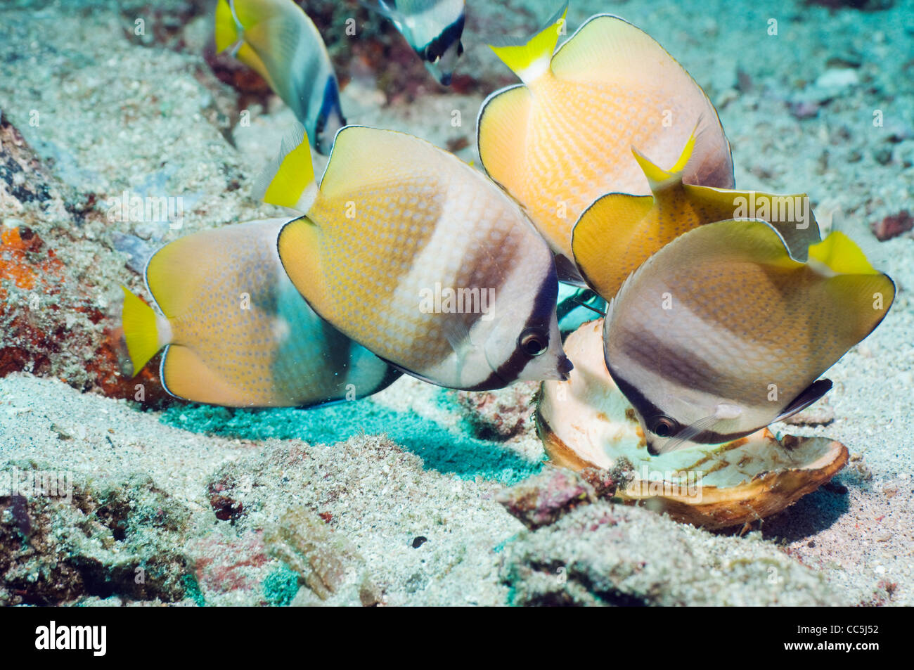 Klein's butterflyfish (Chaetodon kleinii) feeding on coco nut shell ...
