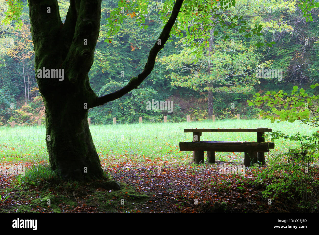 Park bench under a large tree Stock Photo - Alamy