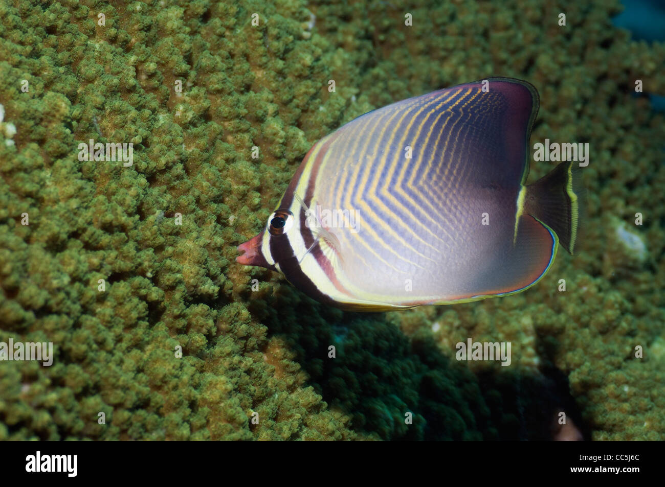 Eastern triangular butterflyfish (Chaetodon baronessa) feeding on coral ...