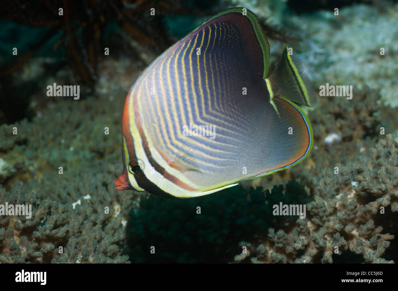 Eastern triangular butterflyfish (Chaetodon baronessa) feeding on coral ...
