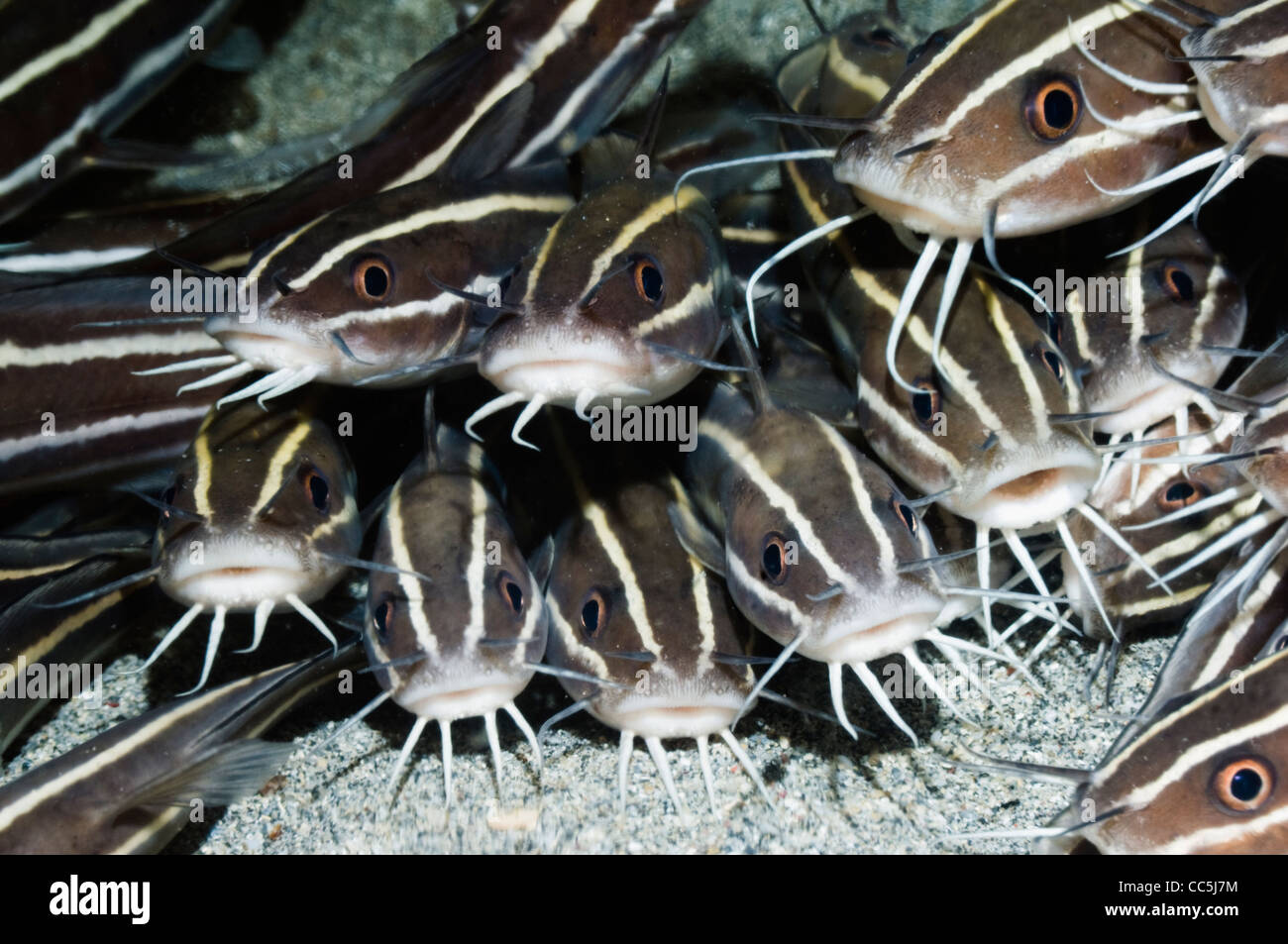 Striped eel catfishes plotosus lineatus hi-res stock photography and ...