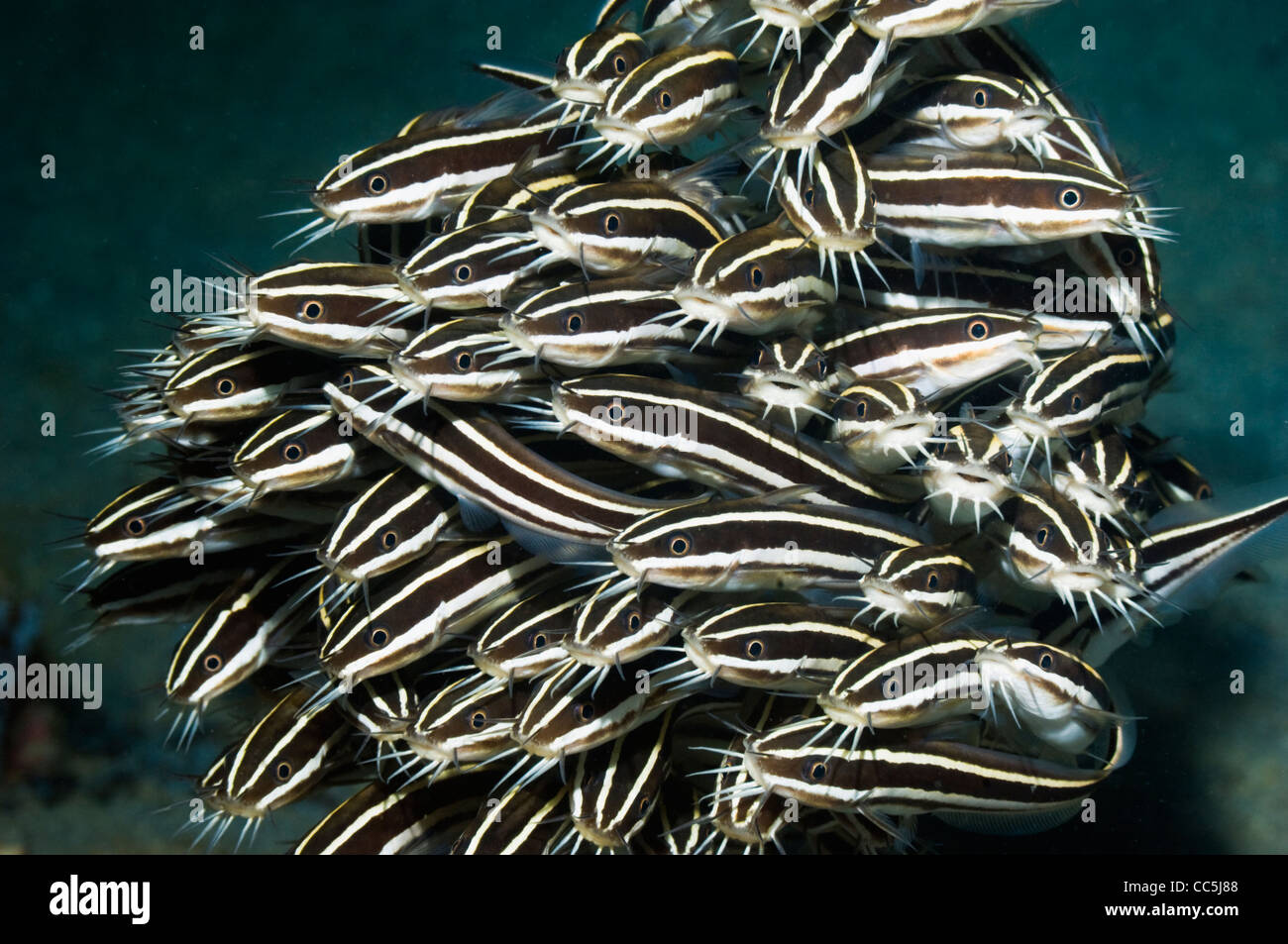 Striped eel catfishes plotosus lineatus hi-res stock photography and ...