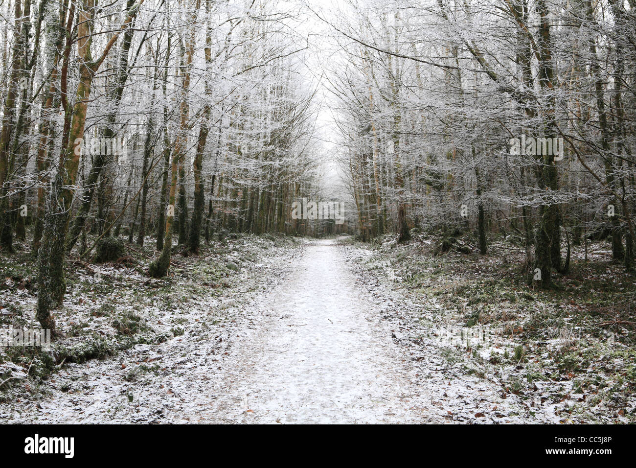 Snow covered forest trail. Ireland Stock Photo - Alamy