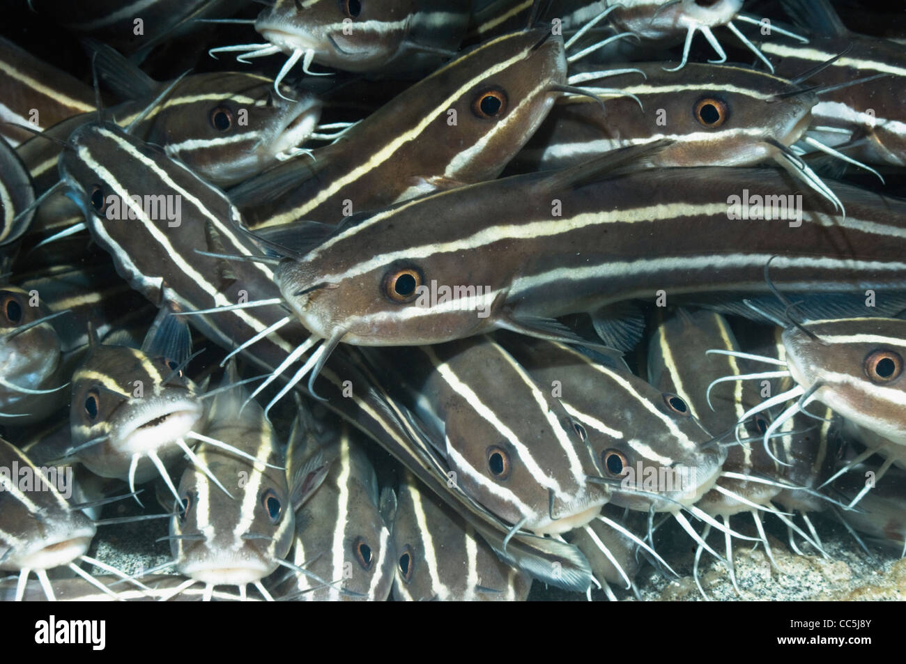 Striped catfishes hi-res stock photography and images - Alamy
