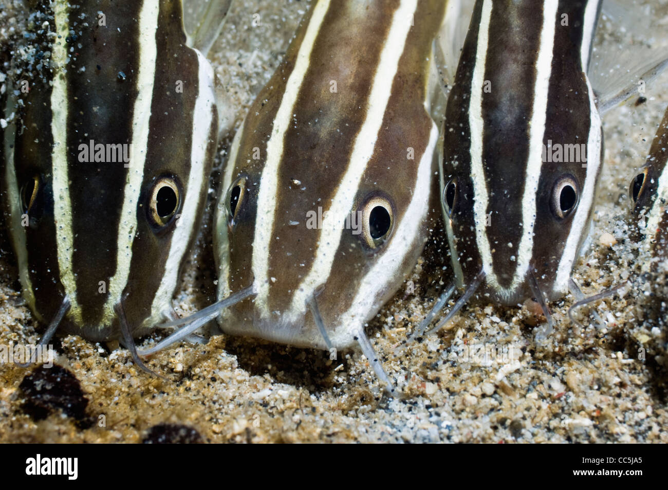 Striped catfish (Plutosus lineatus) school feeding in the sand. Manado ...