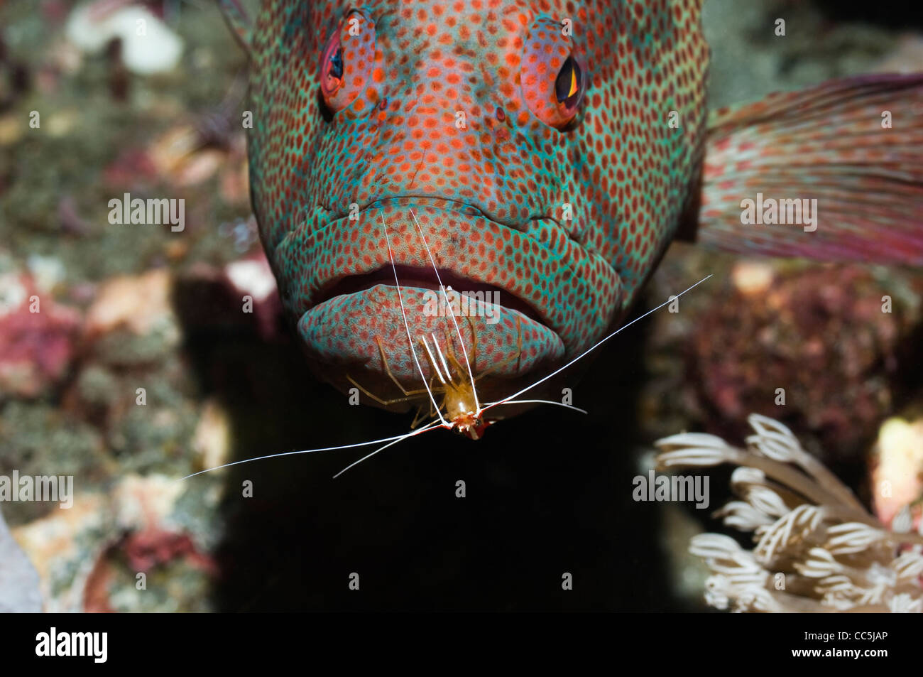 Banded coral shrimp images hi-res stock photography and images - Alamy