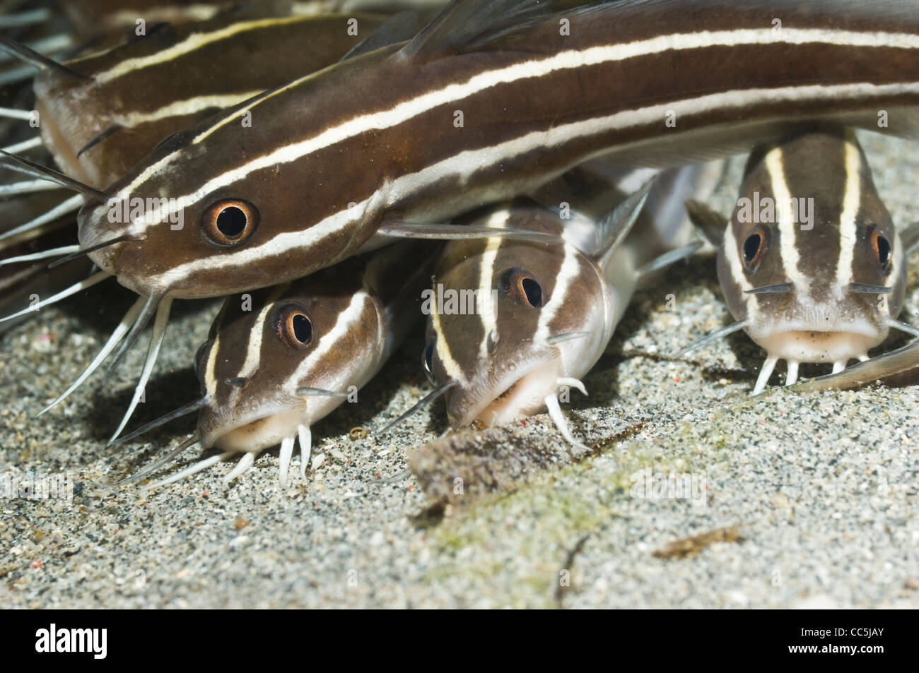 Striped catfish (Plutosus lineatus) lying at rest on sandy bottom ...