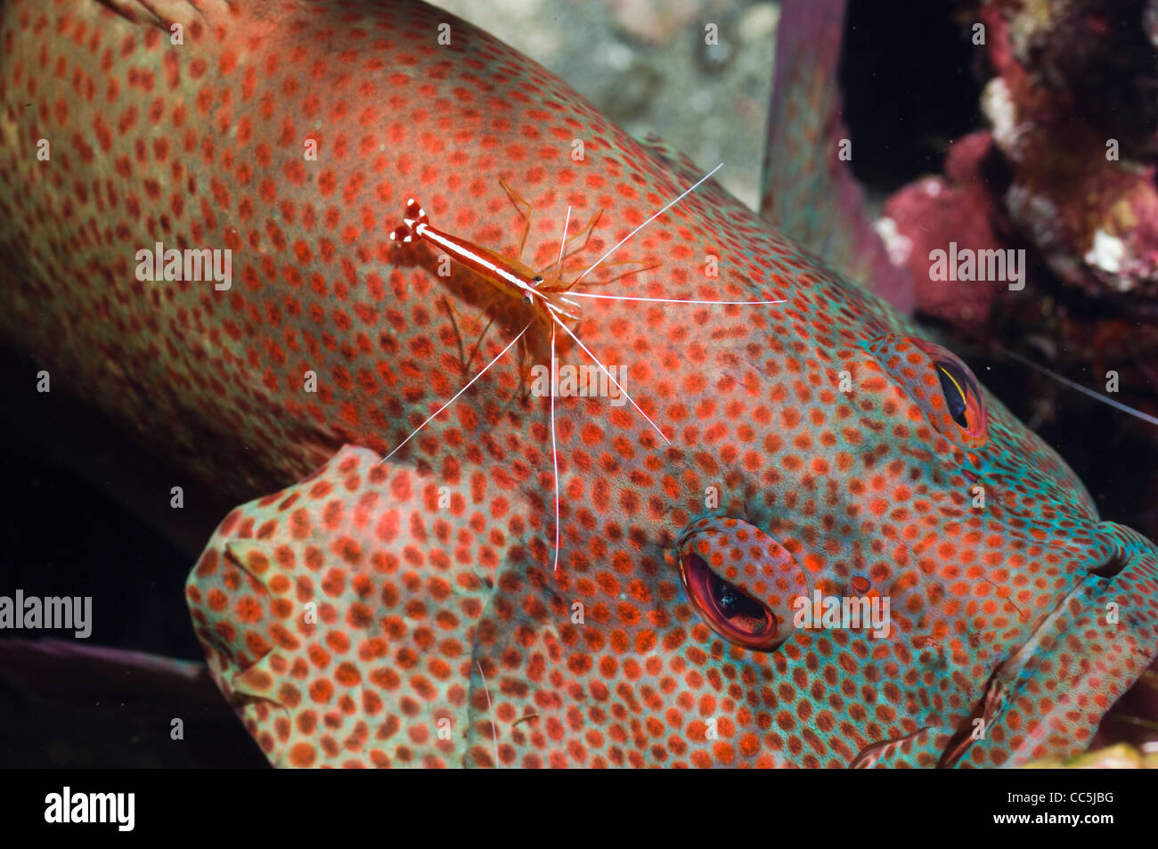 Banded coral shrimp images hi-res stock photography and images - Alamy