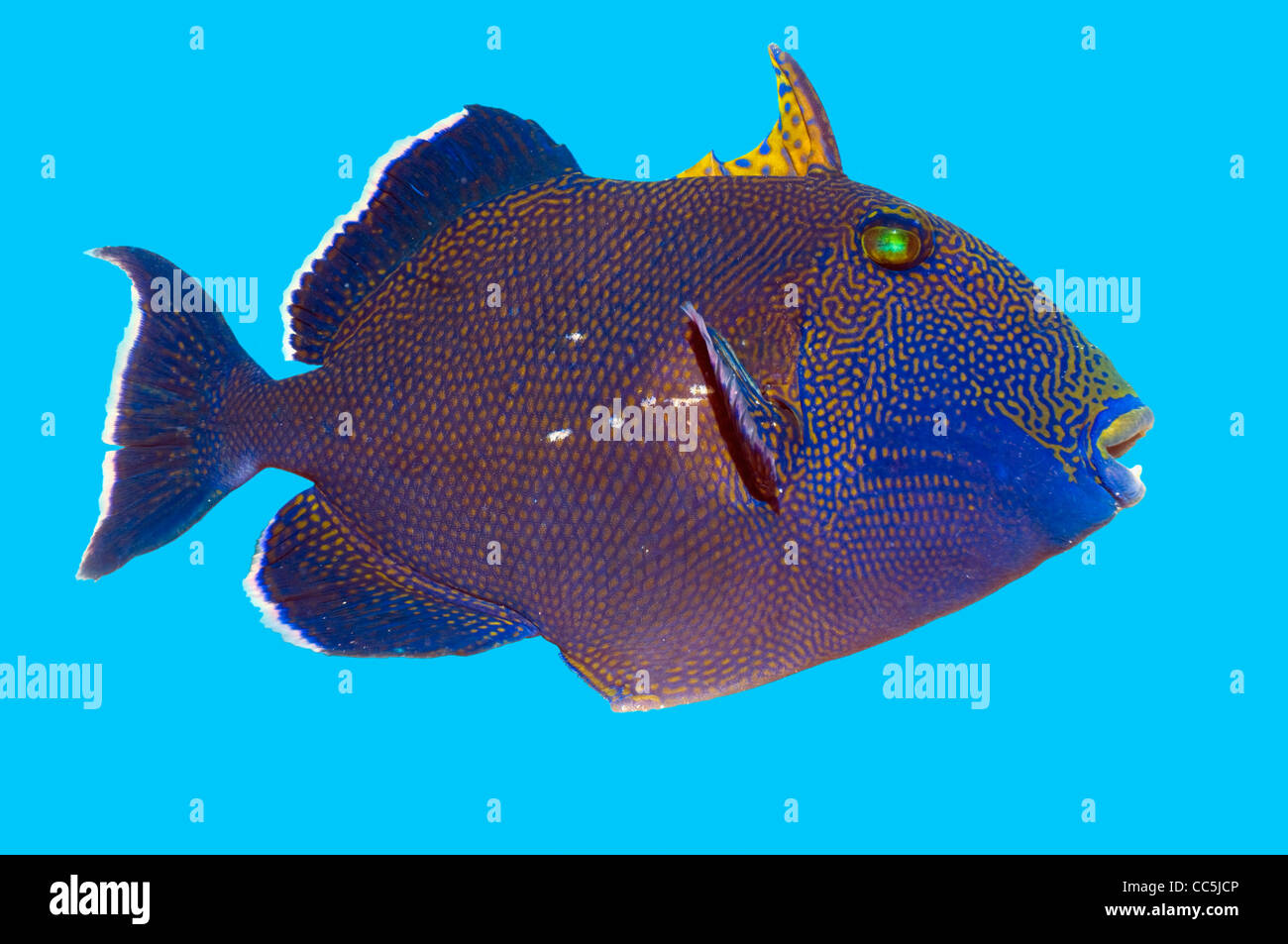 Triggerfish hi-res stock photography and images - Alamy