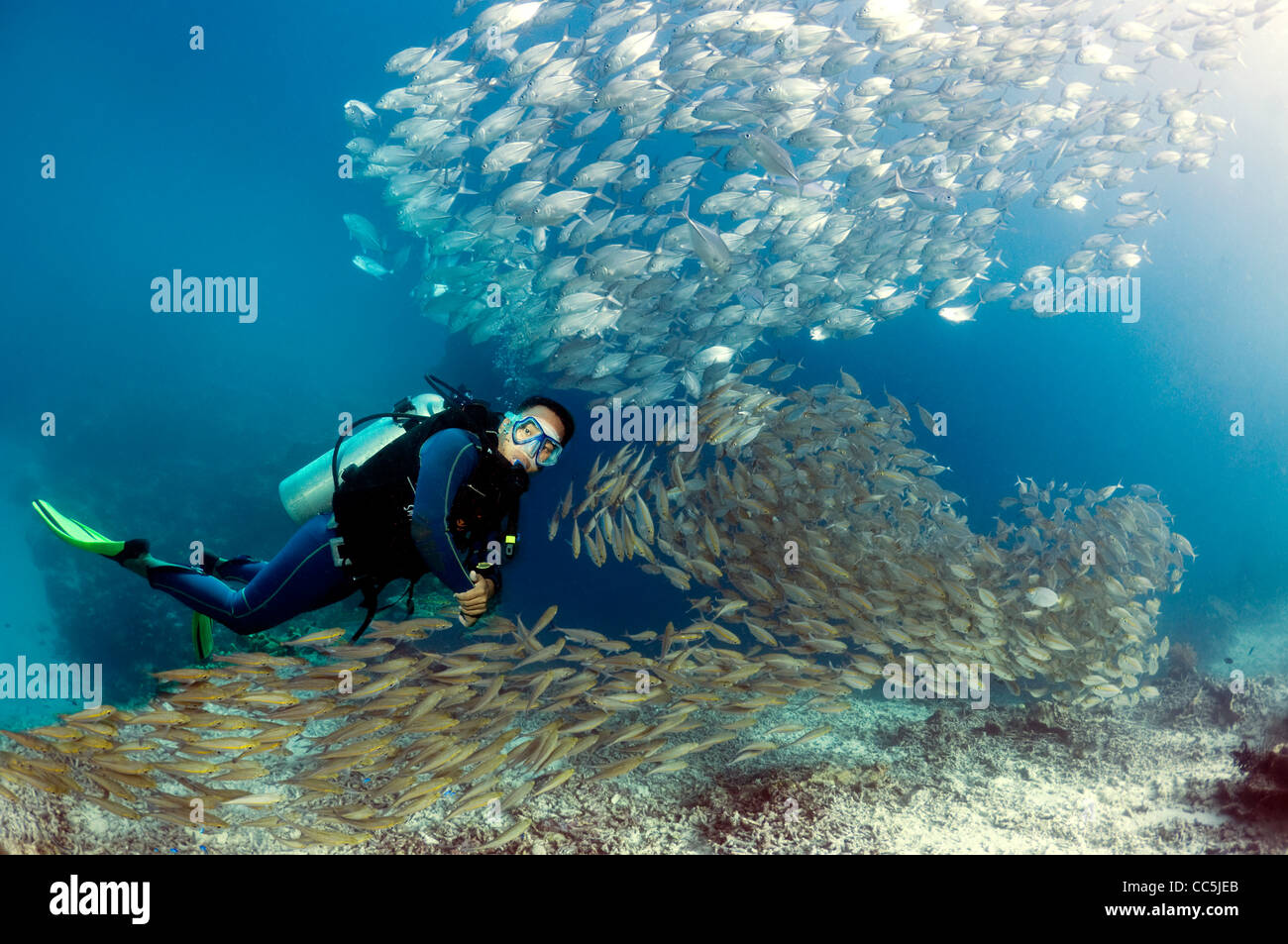 Diver with schools of fish. Indonesia Stock Photo - Alamy