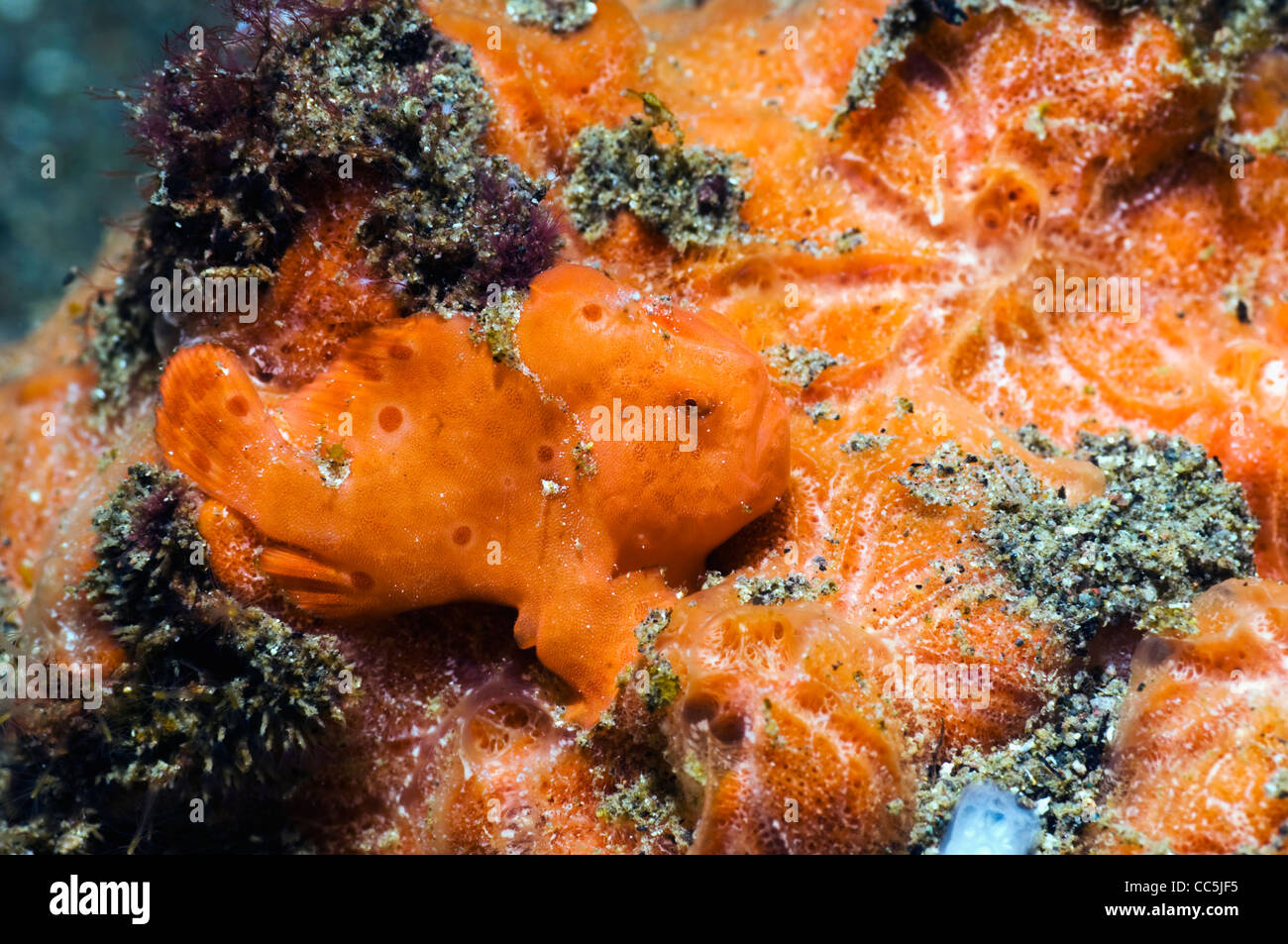 Coral reef red sea fish sponges hi-res stock photography and images - Alamy