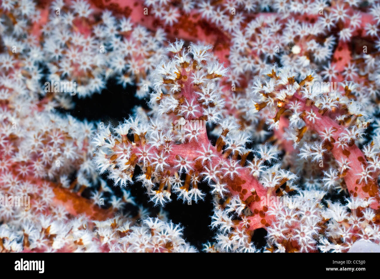 Marine flatworms hi-res stock photography and images - Alamy