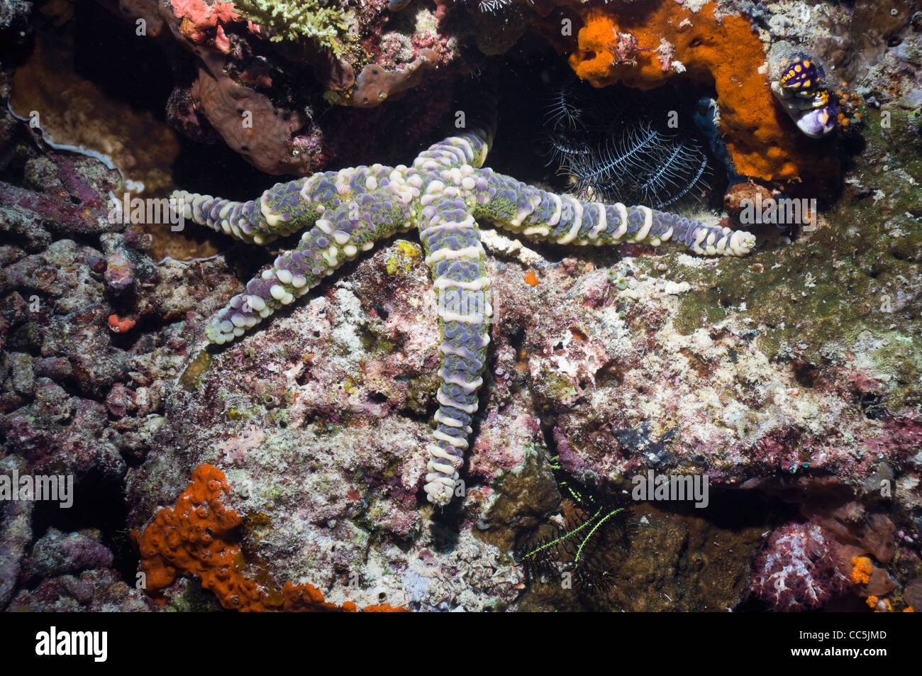 Warty starfish (Echinaster callosus) on coral reef. Misool, Raja Ampat ...