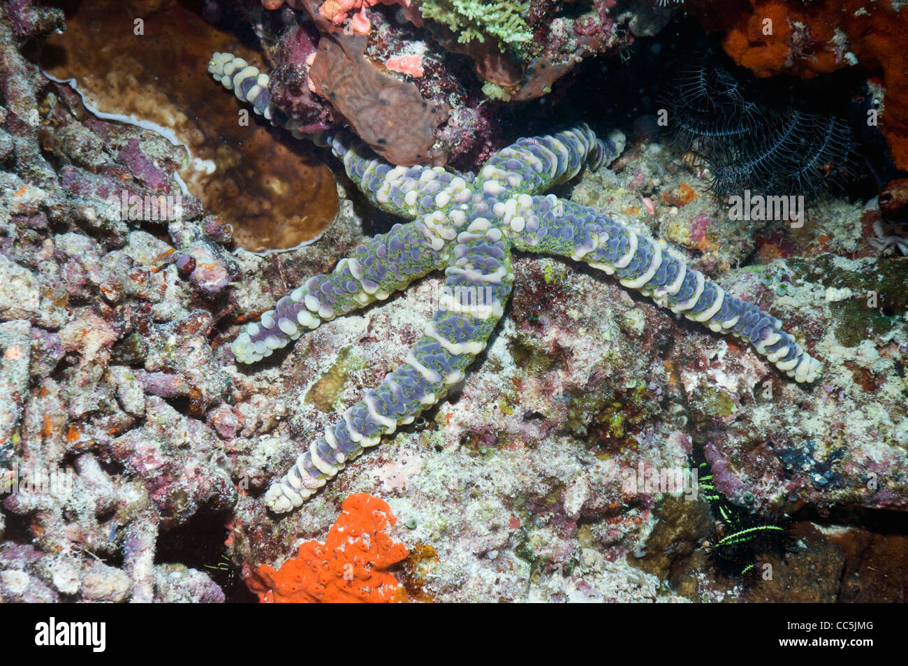 Warty starfish (Echinaster callosus) on coral reef. Misool, Raja Ampat ...