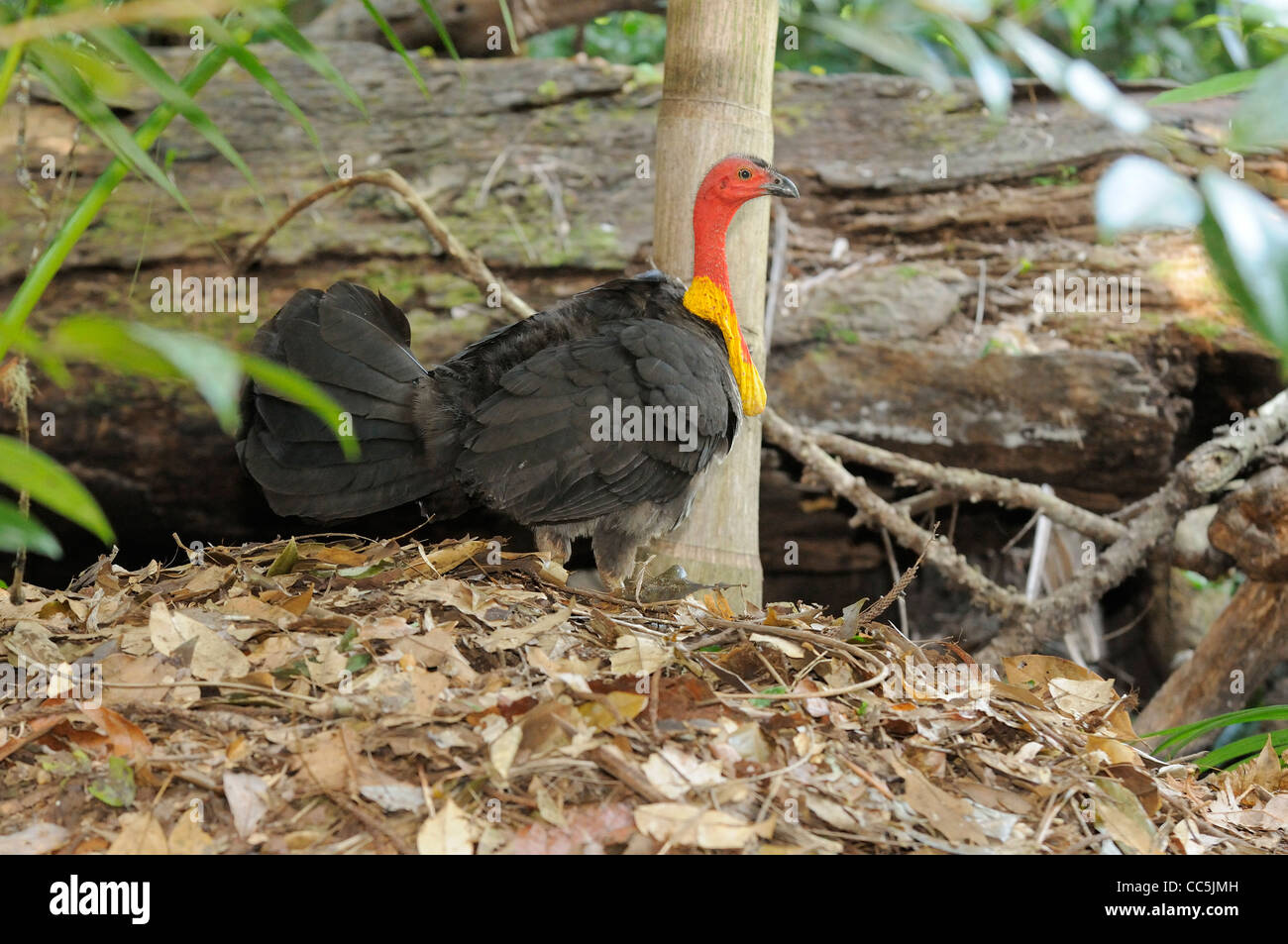 Australian Brush-Turkey Alectura lathami Male in breeding plumage on ...