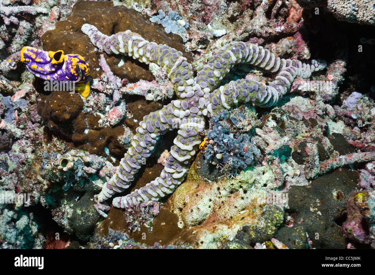 Warty starfish (Echinaster callosus) on coral reef. Misool, Raja Ampat ...