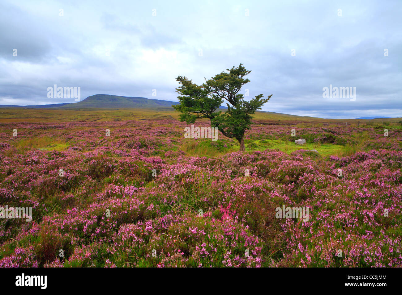 Heather in bloom hi-res stock photography and images - Alamy