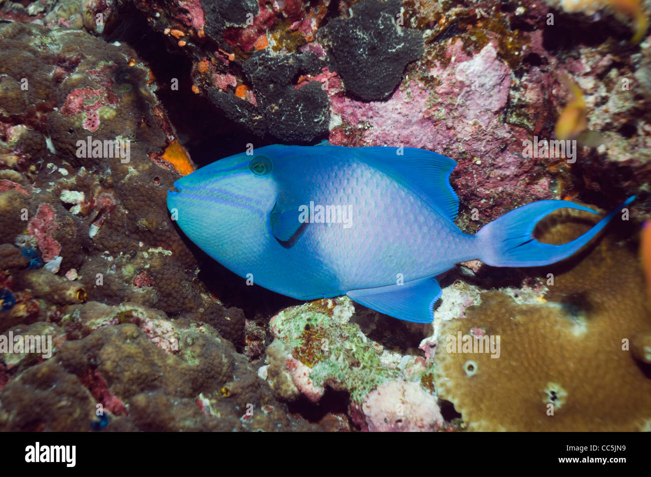 Redtooth triggerfish (Odonus niger) lying on corals. Andaman Sea ...