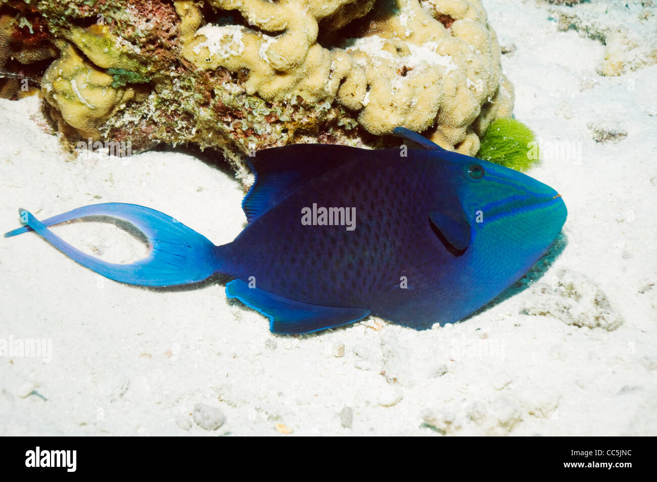 Redtooth triggerfish (Odonus niger) at rest on the sand . Andaman Sea ...