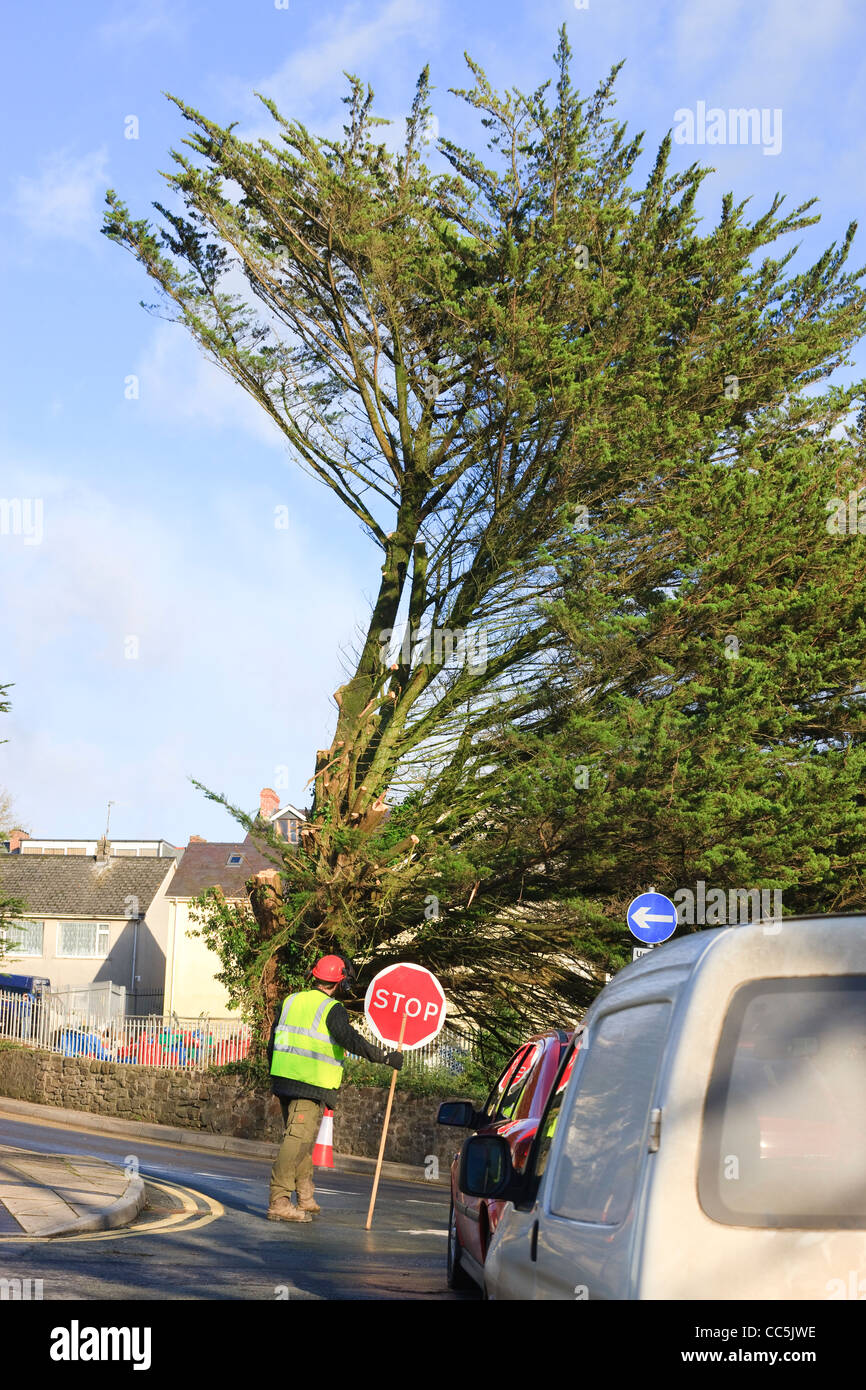 Tree surgeon sign hi-res stock photography and images - Alamy