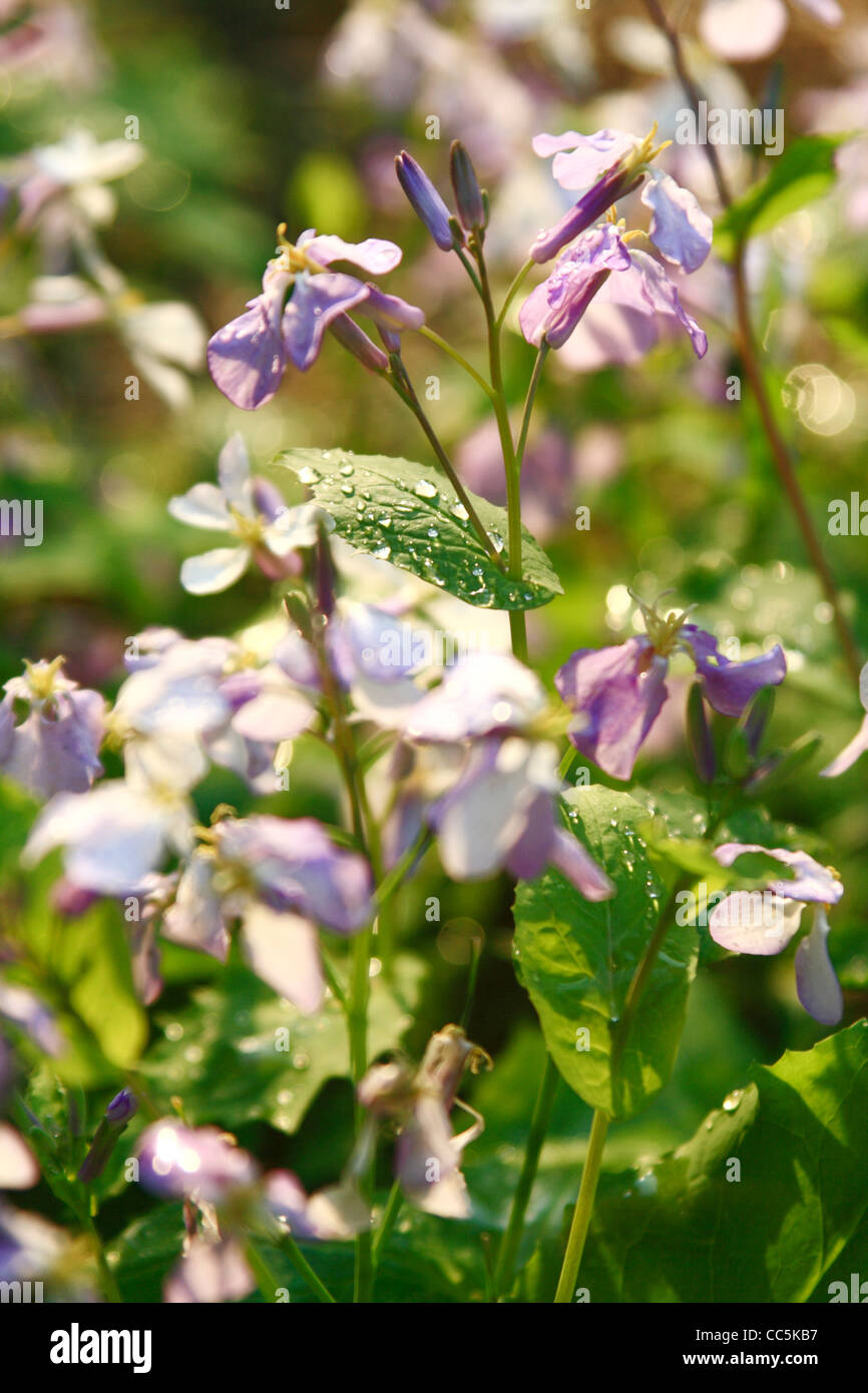 Blooming wild flowers, Beijing, China Stock Photo - Alamy