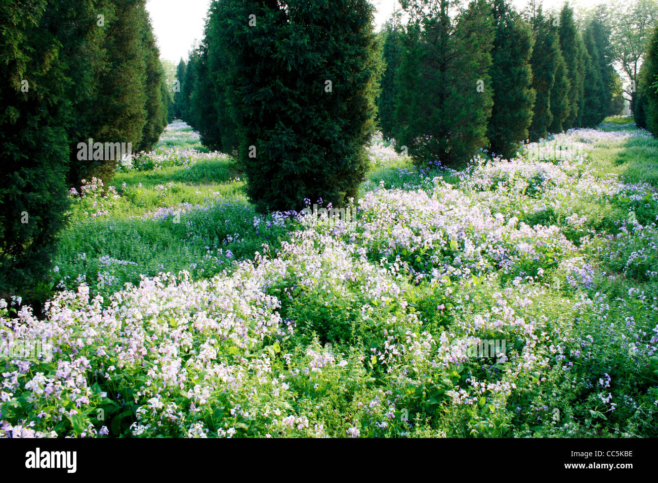 Spring trees hi-res stock photography and images - Alamy