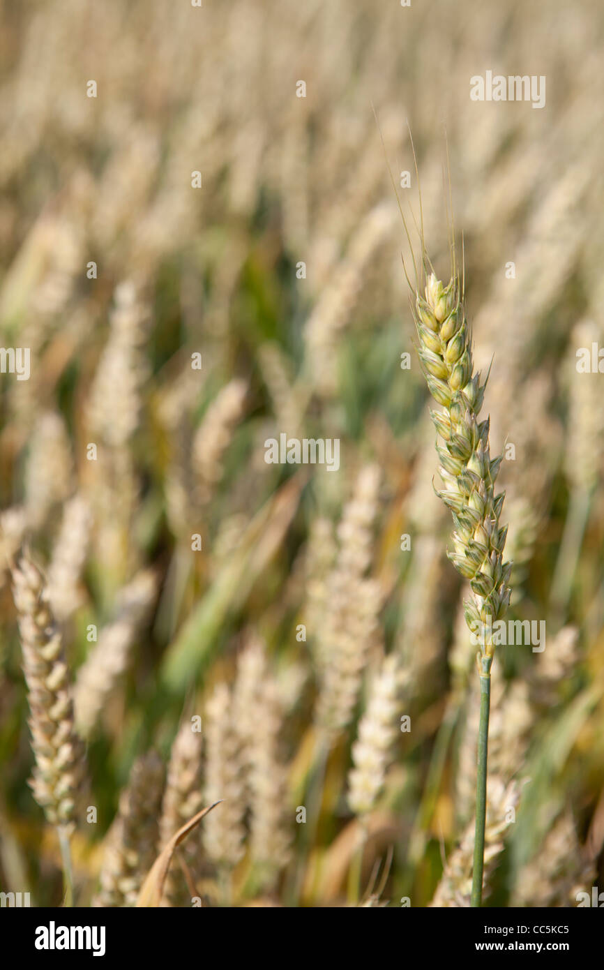Cereals crop hi-res stock photography and images - Alamy