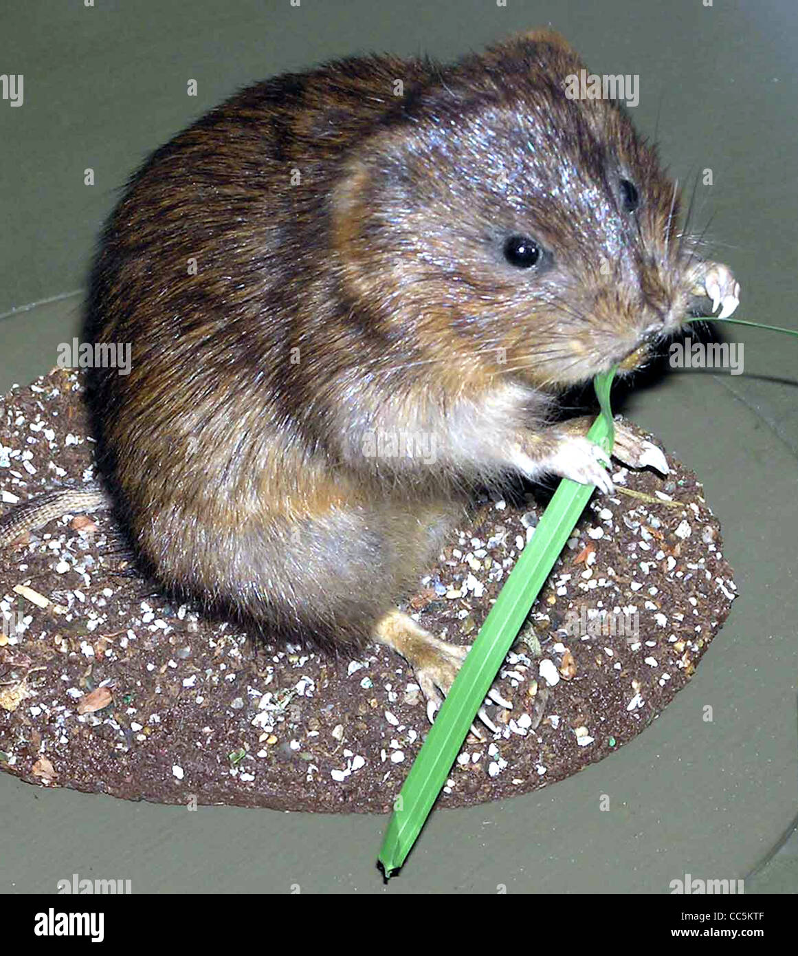 Water Vole Arvicola terrestris (stuffed) in Bristol Museum, Bristol ...