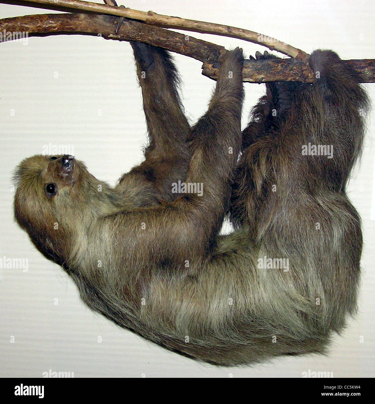 A stuffed specimen of Linnaeus's Two-toed Sloth (Choloepus didactylus ...