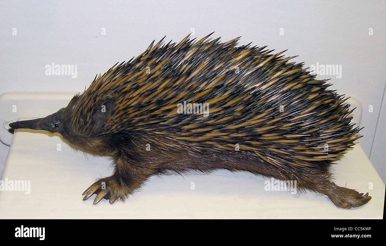 A stuffed specimen of the Short-beaked Echidna is on display at the ...