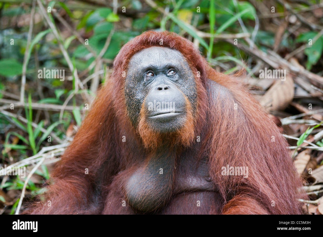 Male orangutans hi-res stock photography and images - Alamy
