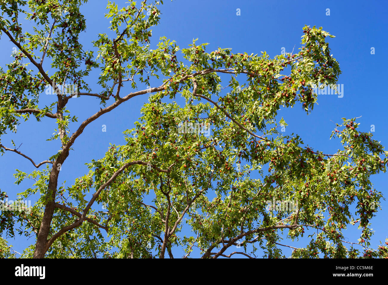 Jujube tree hi-res stock photography and images - Alamy
